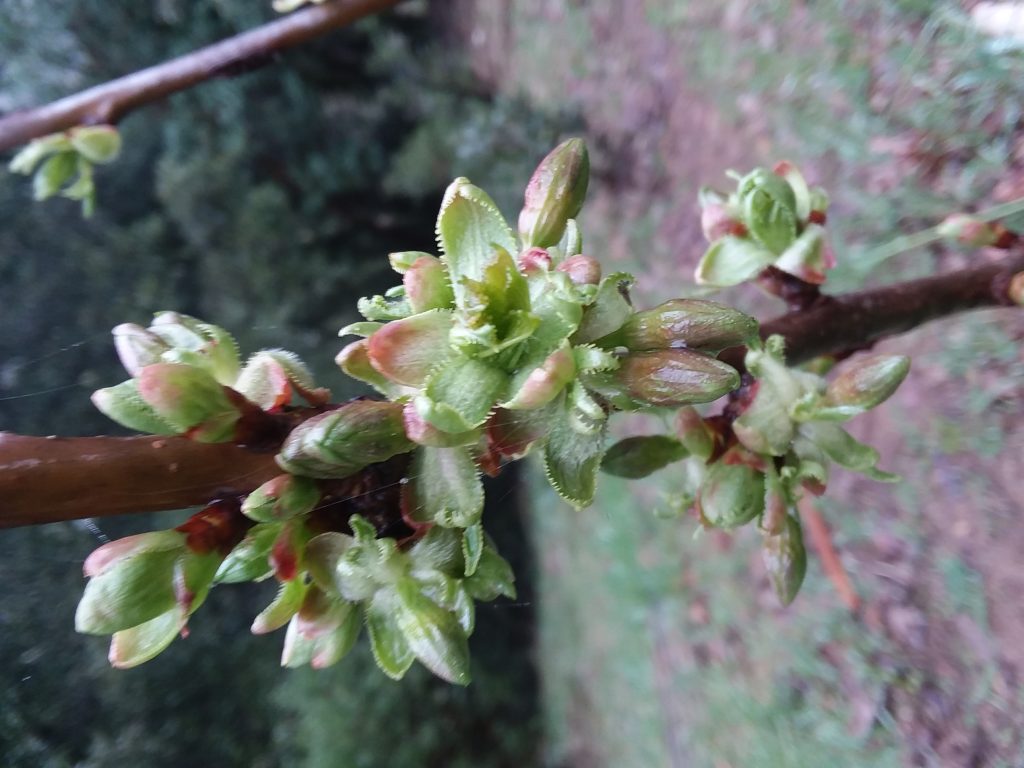 Cherry tree leafing out - Happy Day Farms